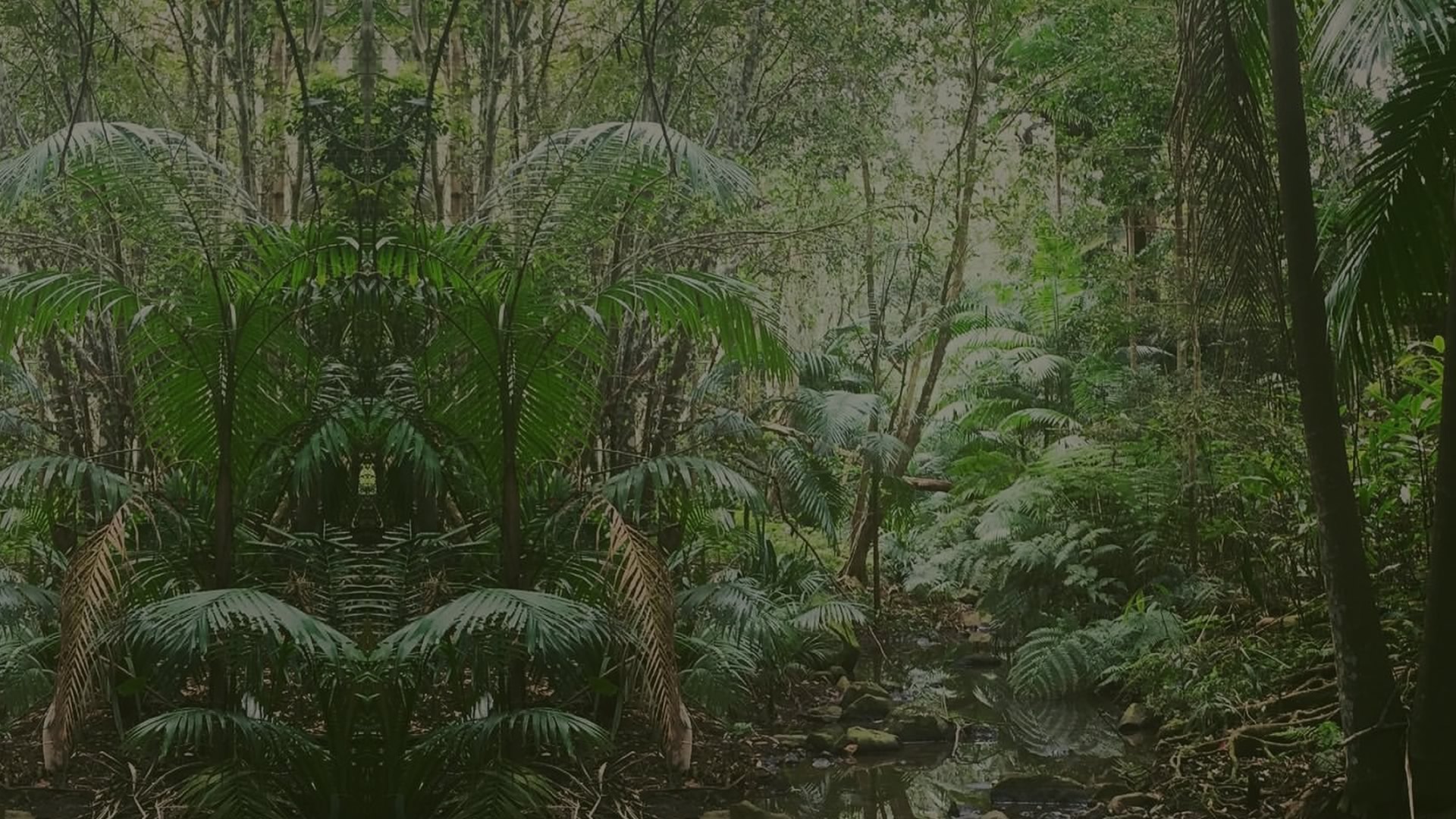 Ecorestorations - Bush Regeneration for a healthier natural bio-diverse ...